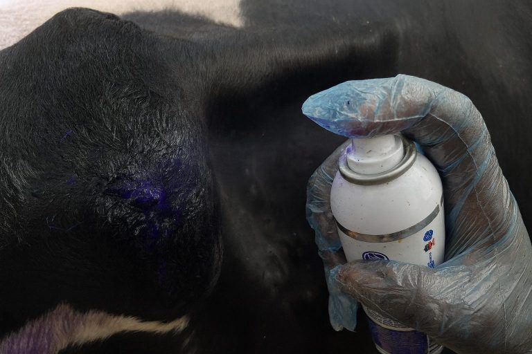 France Lumpy Skin Disease Outbreak: Farmers Block Roads as Mass Cattle ...